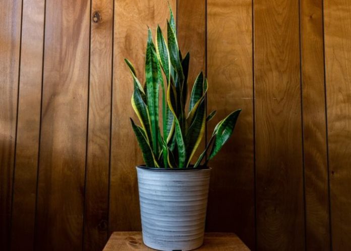 10 Jenis Tanaman Hias yang Cocok untuk Diletakkan di Meja Kerja
